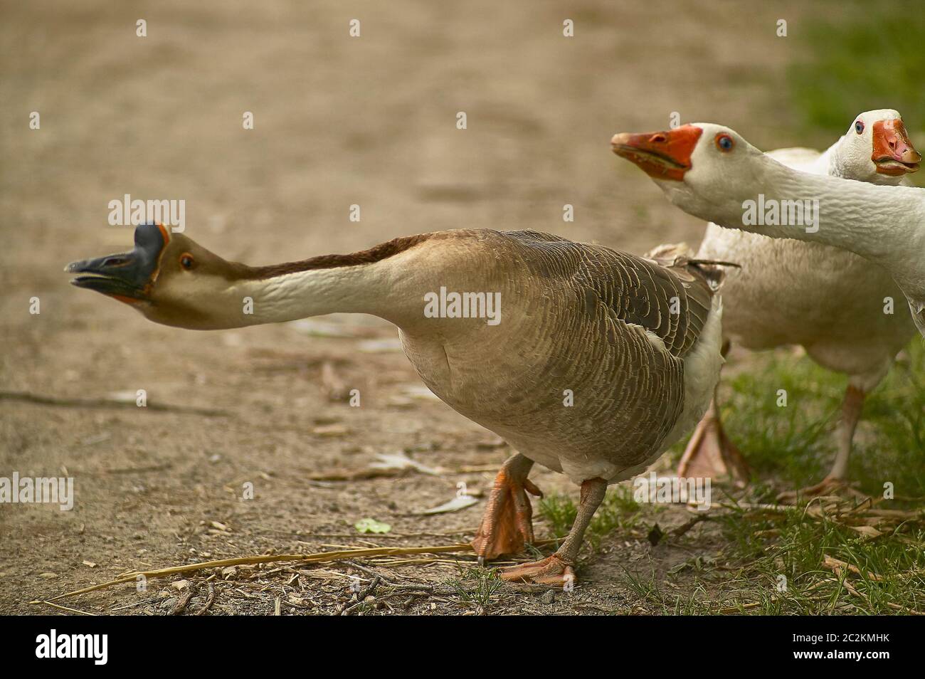 Wild geese in attack and defensive position in their natural habitat ...