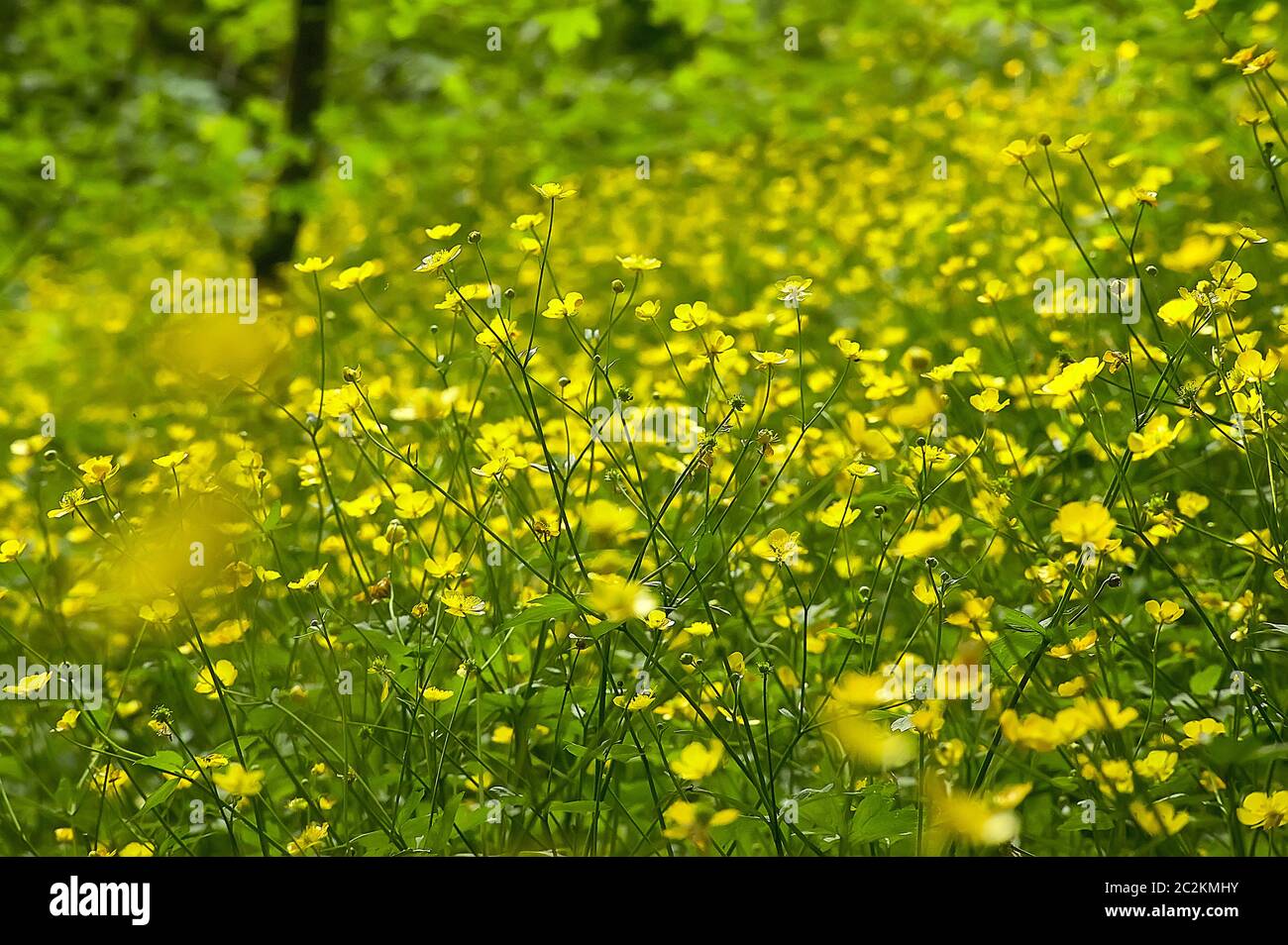 A multitude of yellow flowers in a park. Great as background or texture ...