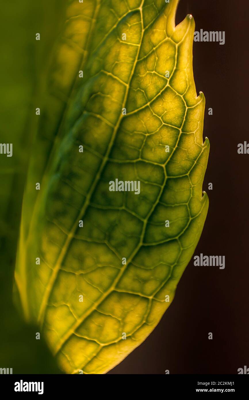 Detail of veins on a leaf in spring. Spectacular detail of a leaf and ...