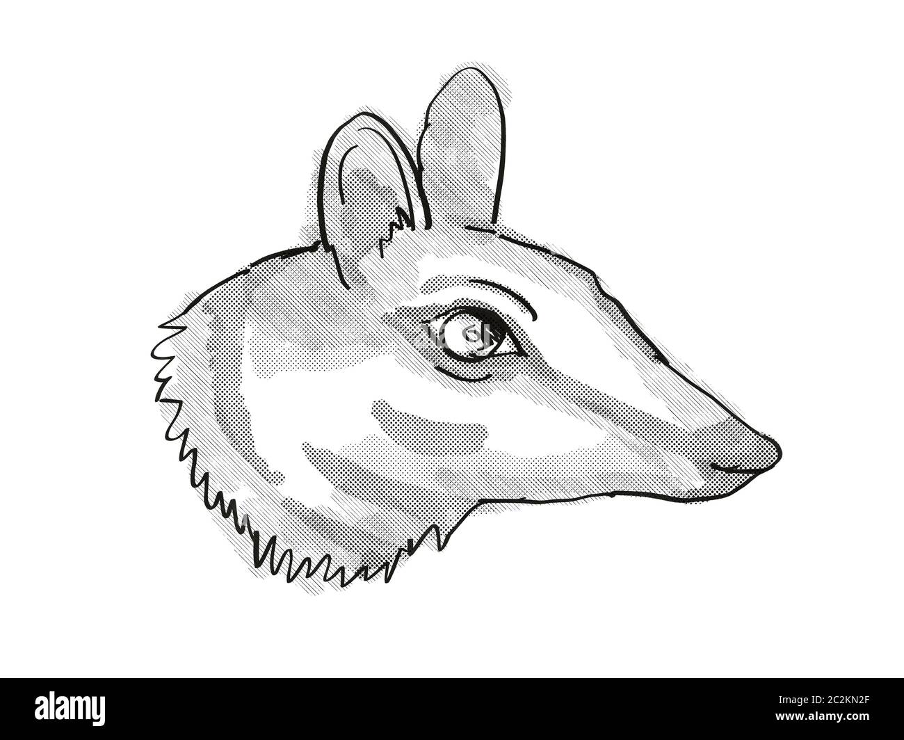 Retro cartoon style drawing of head of a Numbat, a small-sized ...
