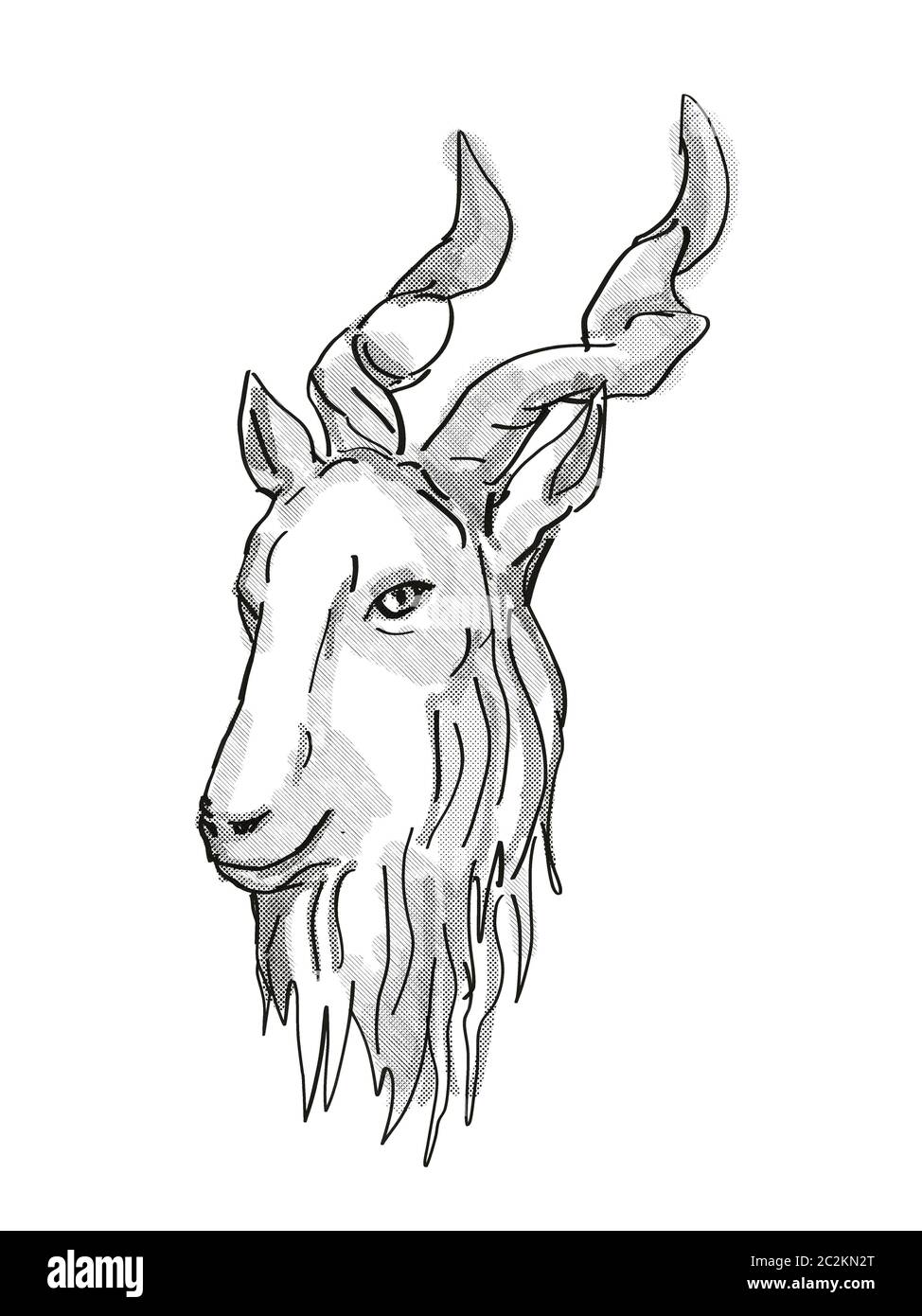 Markhor drawing hi-res stock photography and images - Alamy