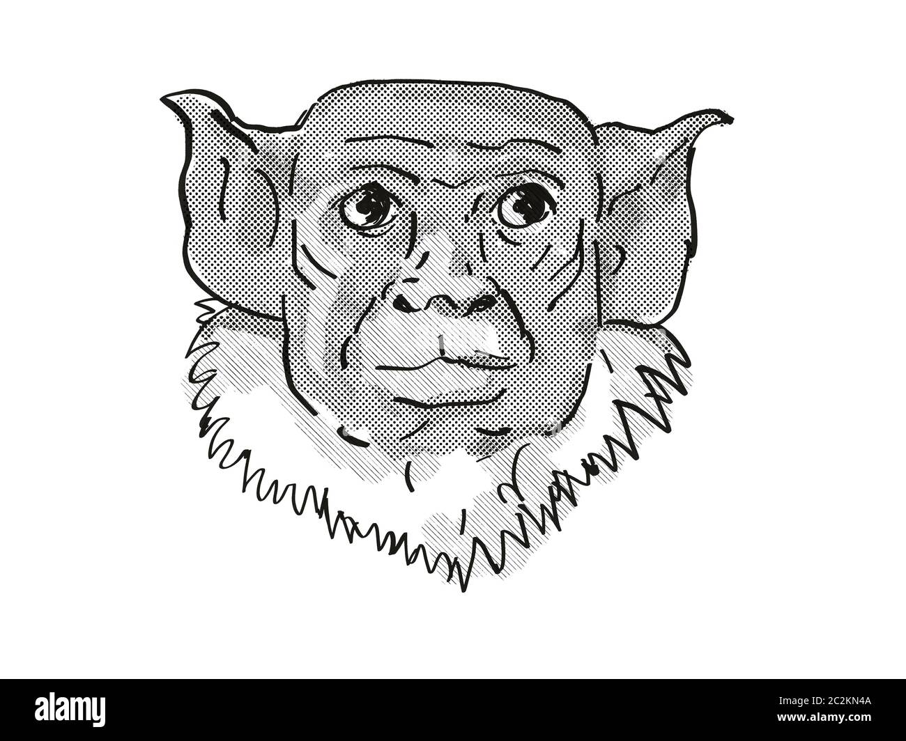 Retro cartoon style drawing of head of a pied tamarin, a small species ...