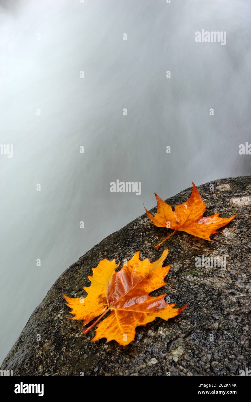 autumn leaf in the edge of the river Stock Photo - Alamy