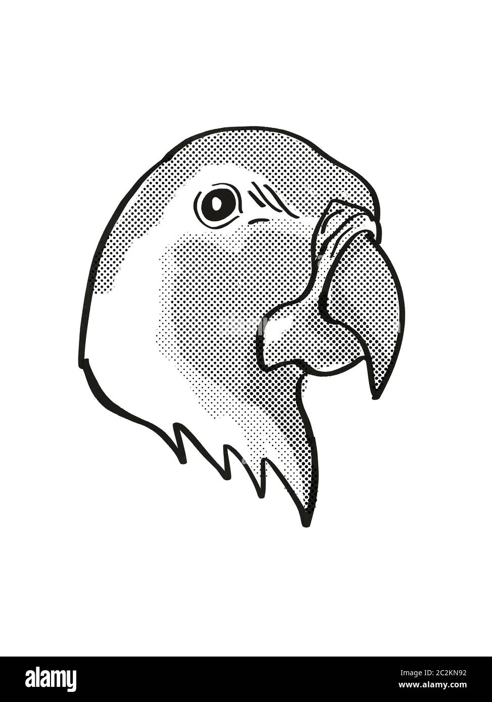 Retro cartoon mono line style drawing of head of a blue-throated macaw ...