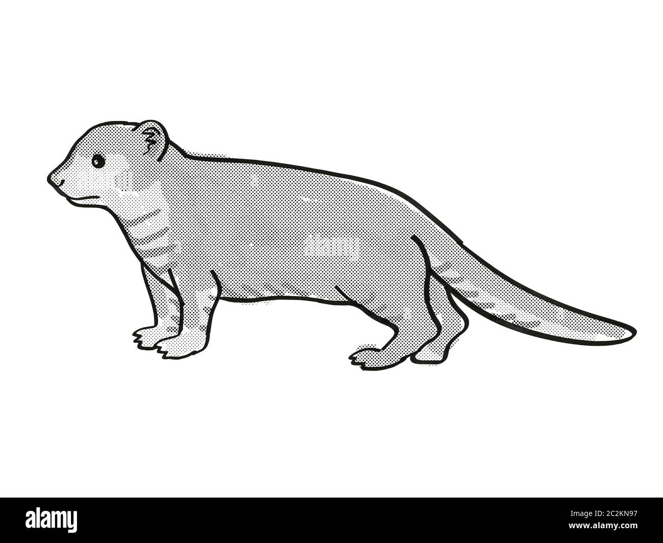 Angry Mongoose Drawing