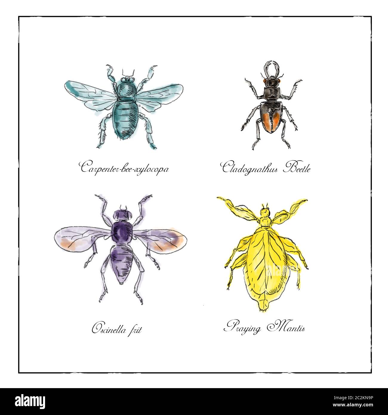 Vintage Victorian drawing illustration of a collection of insects like ...