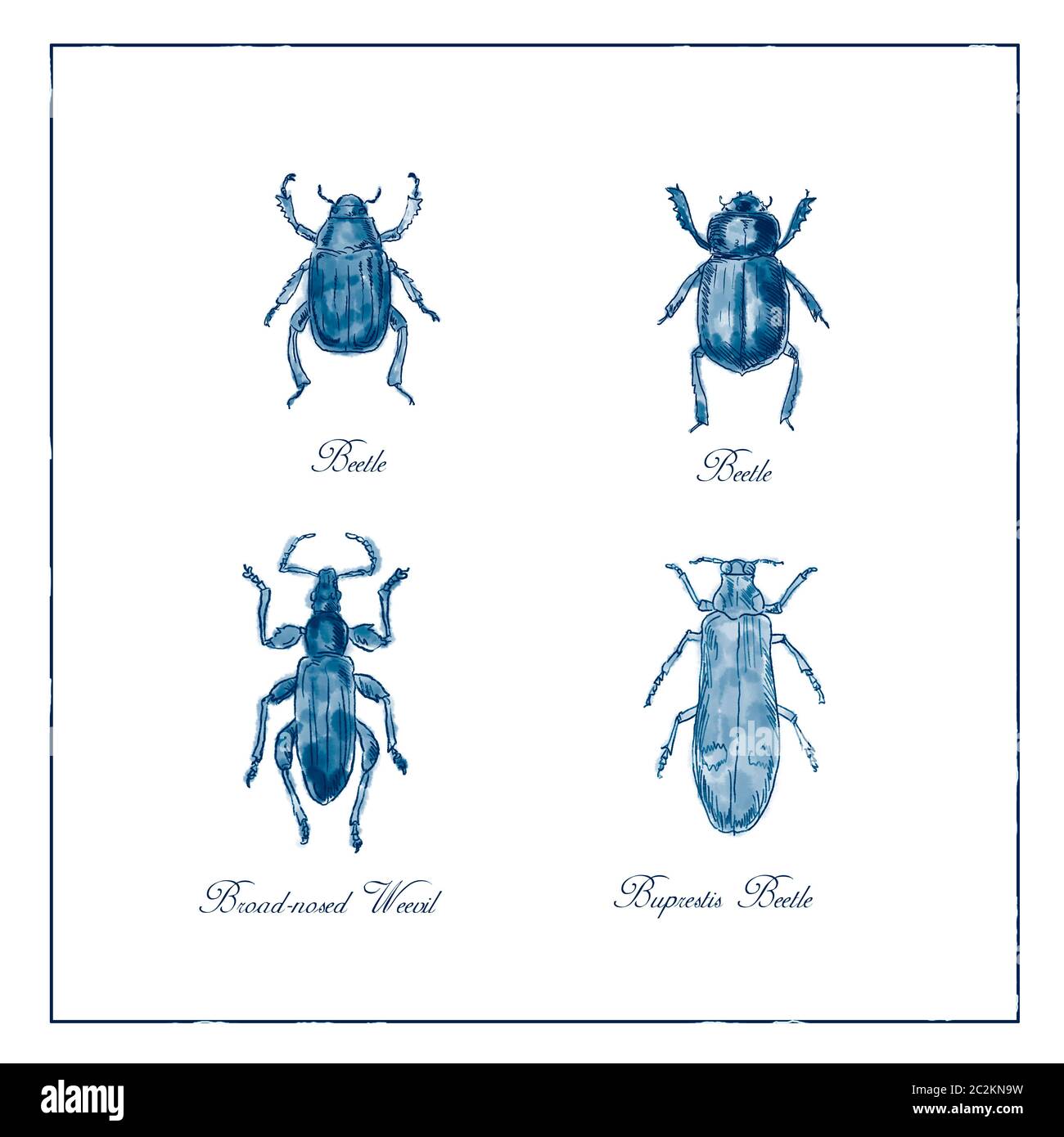 Vintage Victorian drawing illustration of a collection of insects like ...