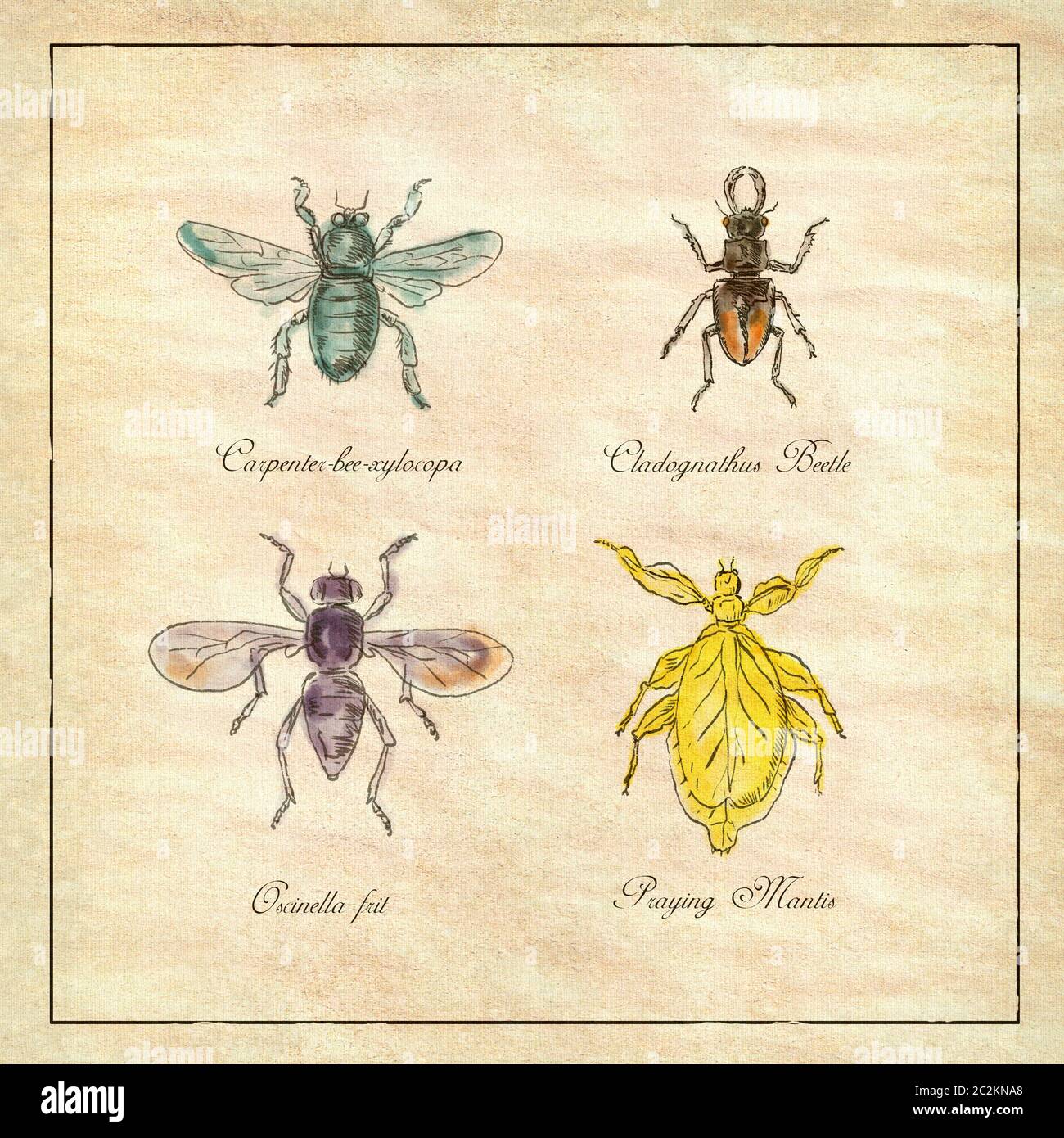 Vintage Victorian drawing illustration of a collection of insects like ...