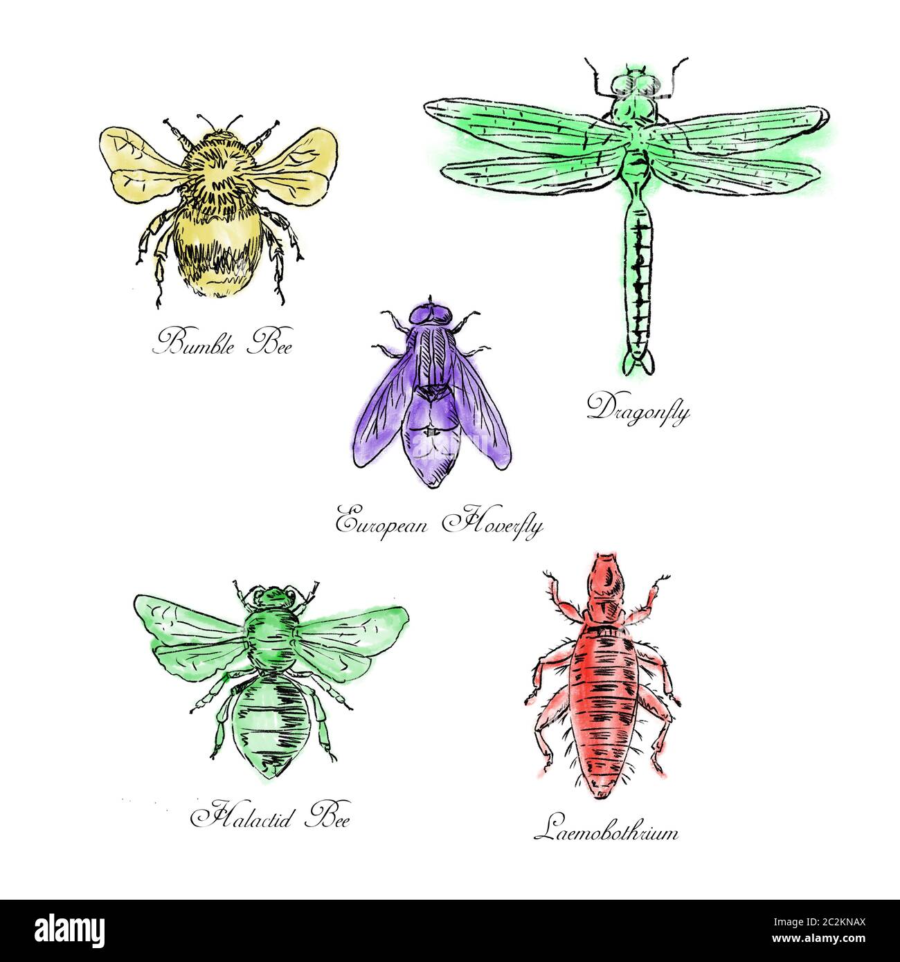 Vintage drawing illustration of a collection of insects like the Bumble ...