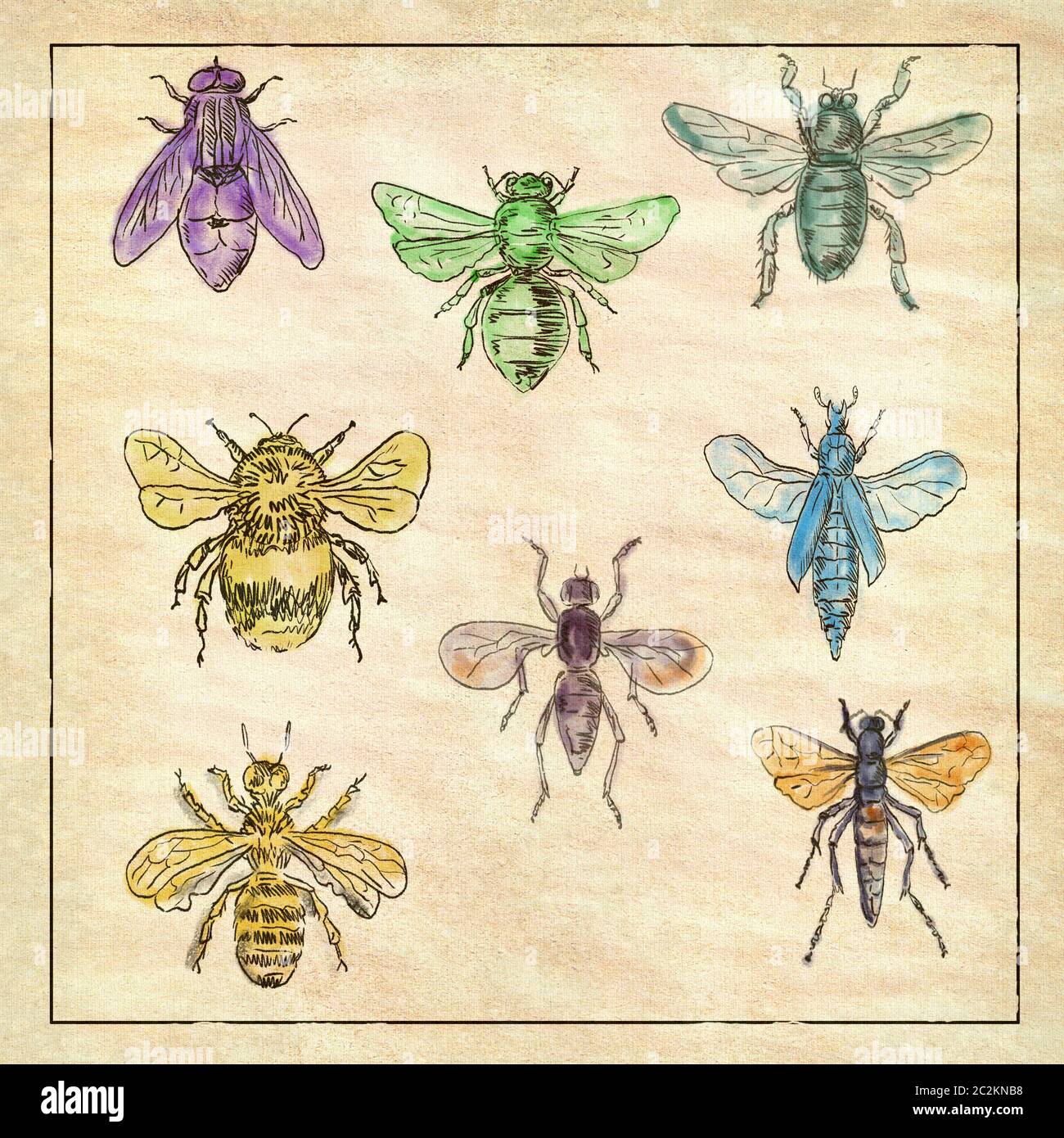 Vintage Victorian drawing illustration of a collection of Bees and ...