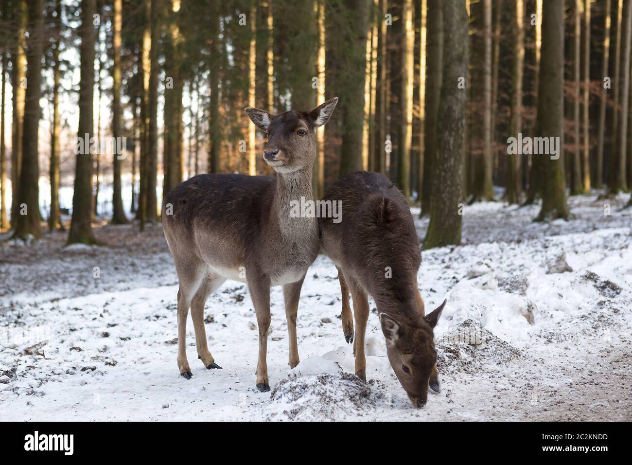 Two Roe Deer High Resolution Stock Photography and Images - Alamy