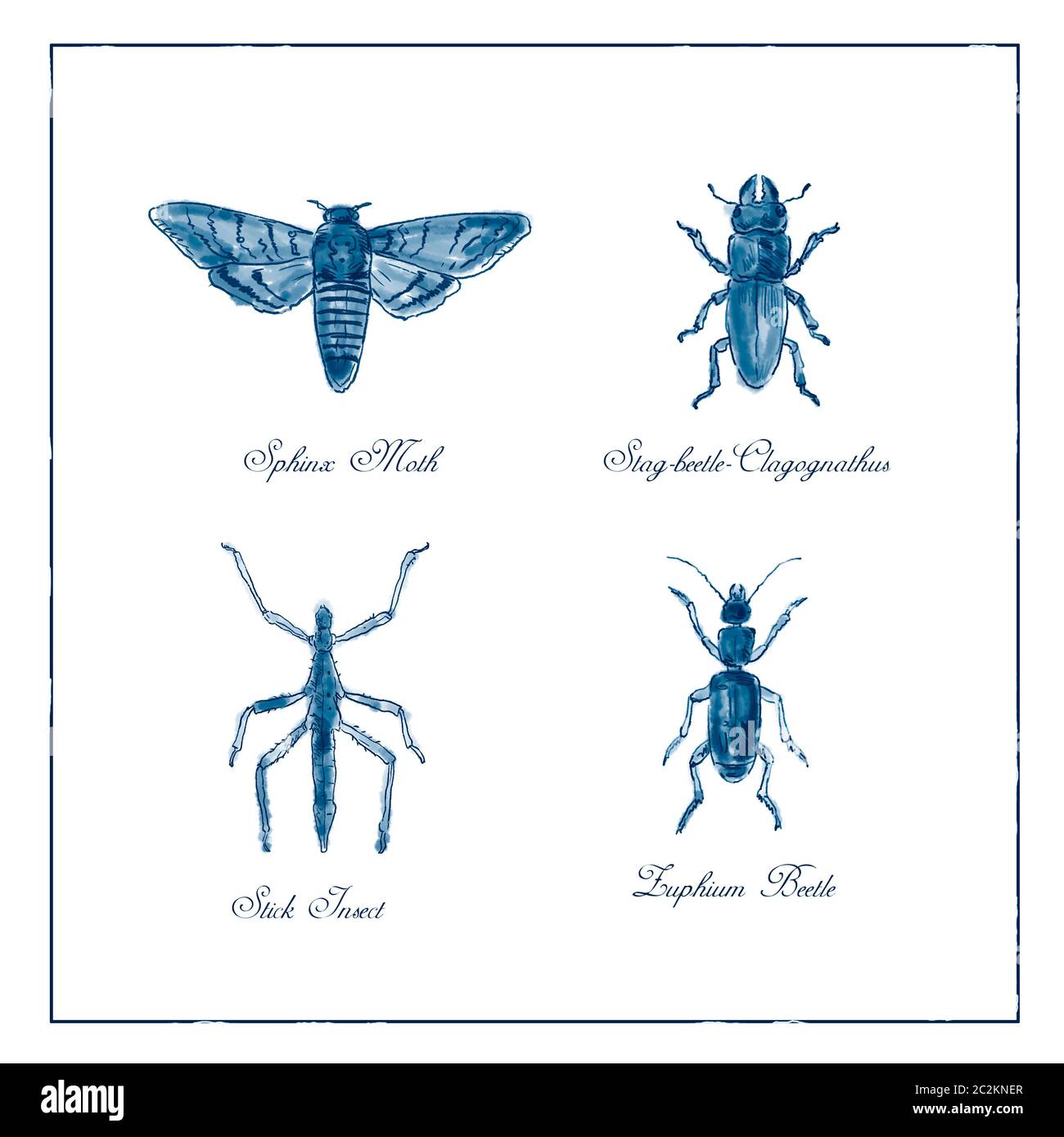 Illustration insect 17th century hi-res stock photography and images ...