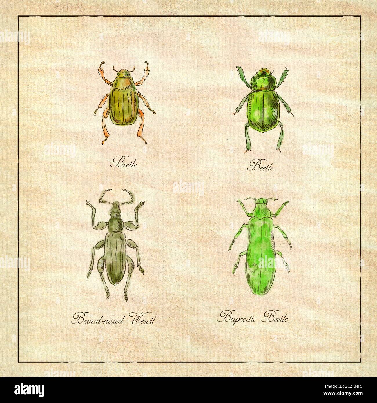 Vintage Victorian drawing illustration of a collection of insects like ...