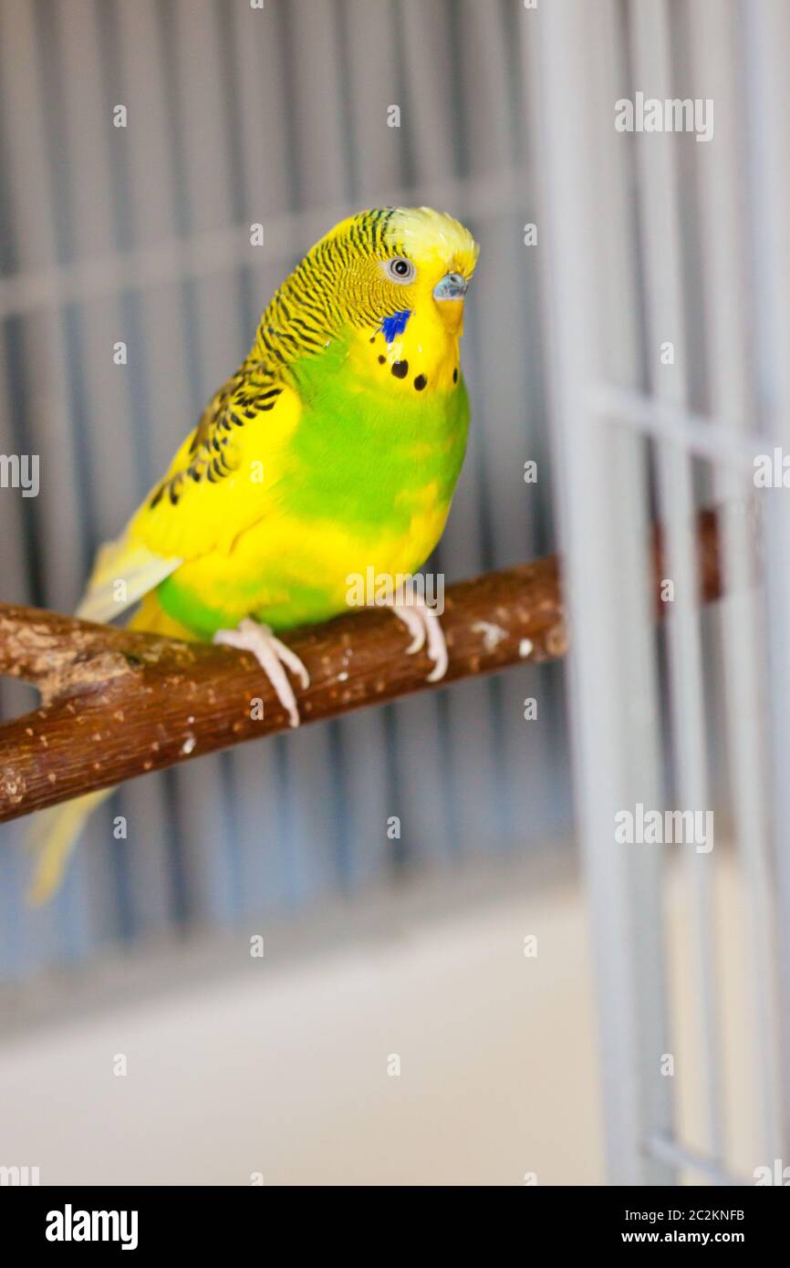 Budgerigar melopsittacus undulatus parrot hi-res stock photography and ...
