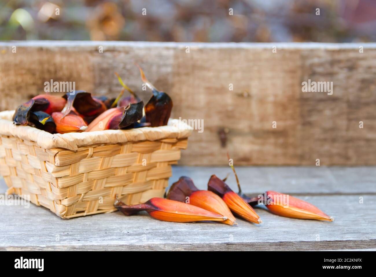 fruit of the araucaria Stock Photo - Alamy
