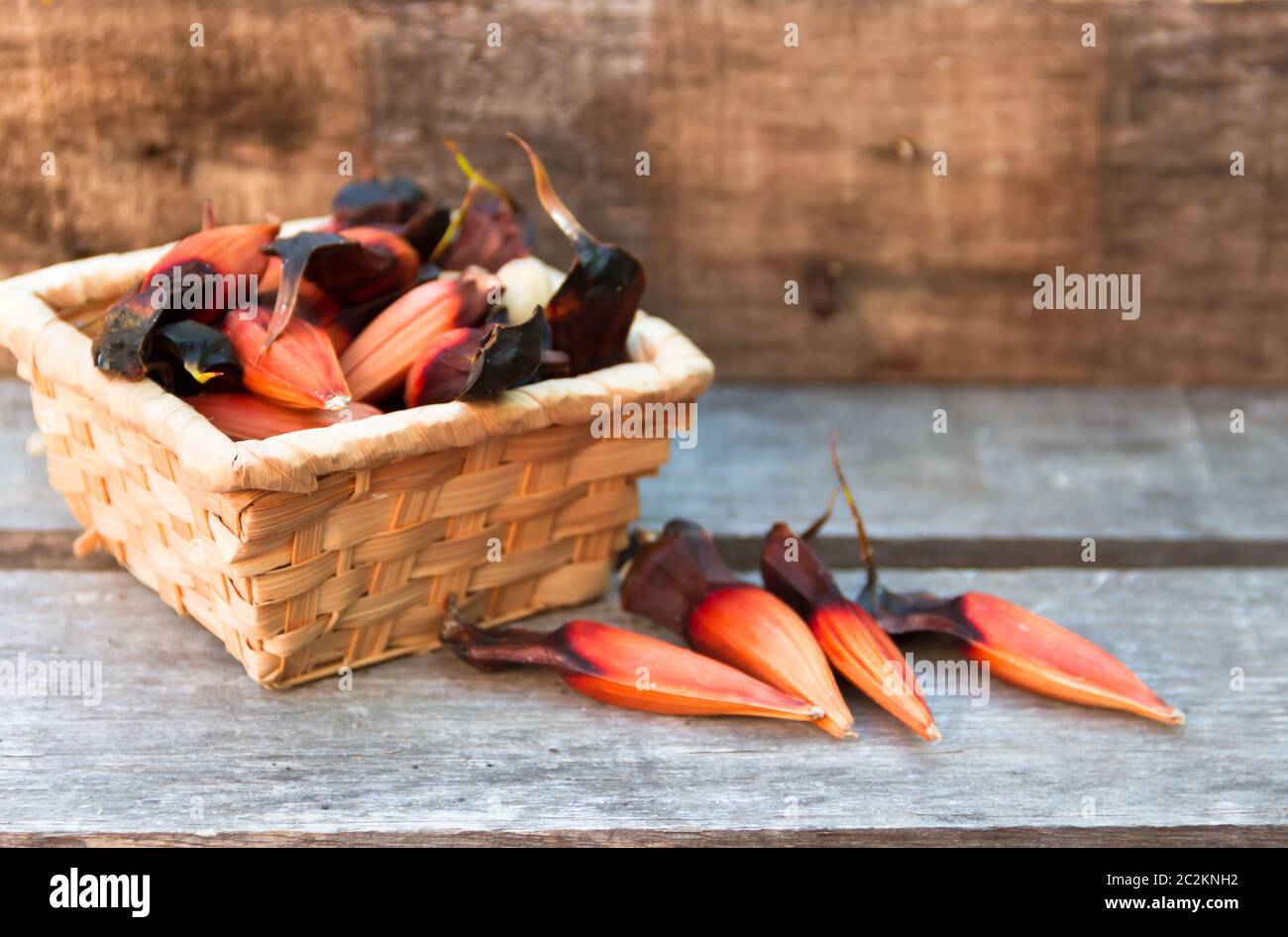 fruit of the araucaria Stock Photo - Alamy
