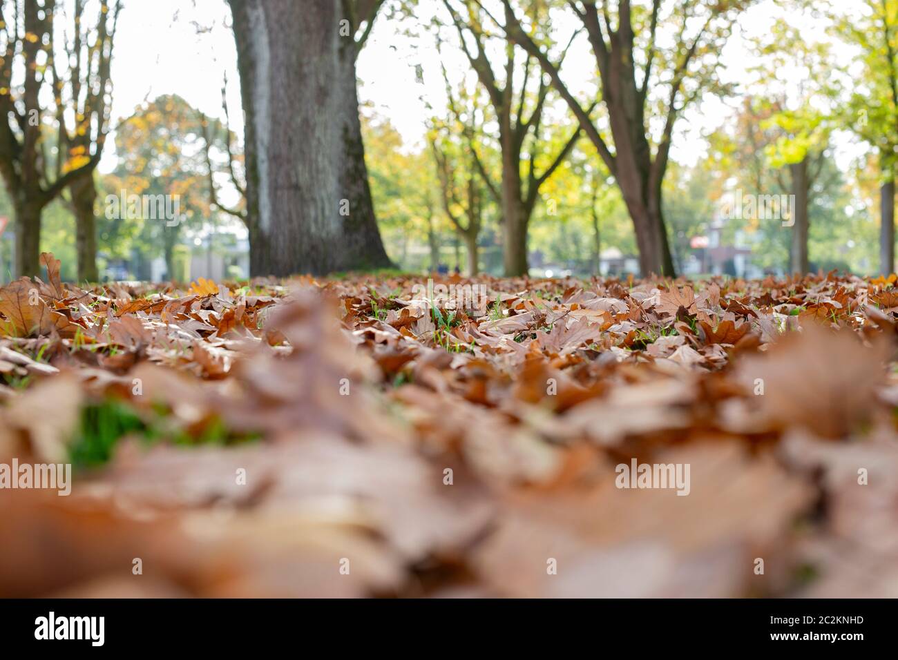 Colorful pile leaves treetops hi-res stock photography and images - Alamy