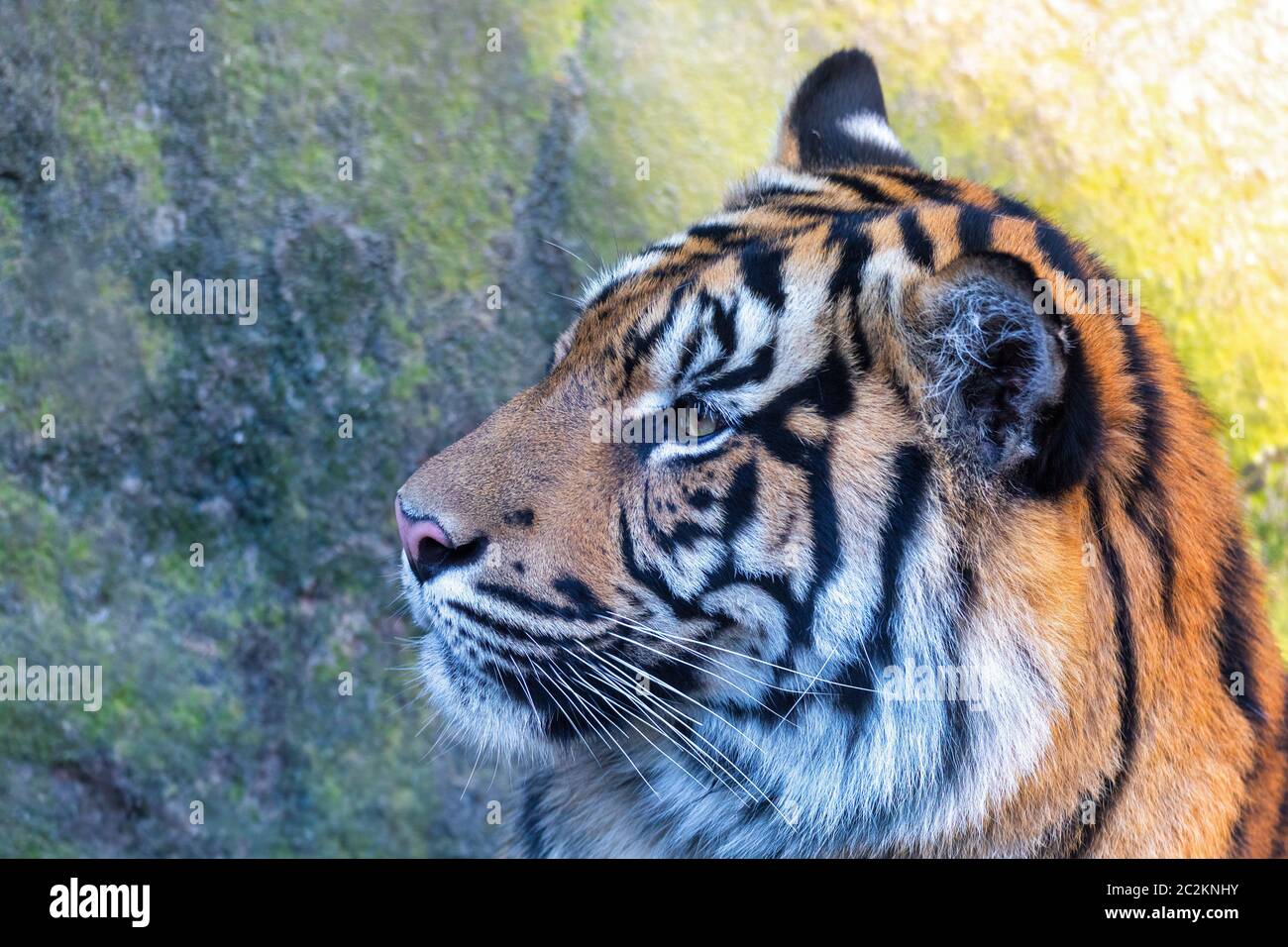 Sumatran tiger (Panthera tigris sumatrae), rare tiger subspecies that ...