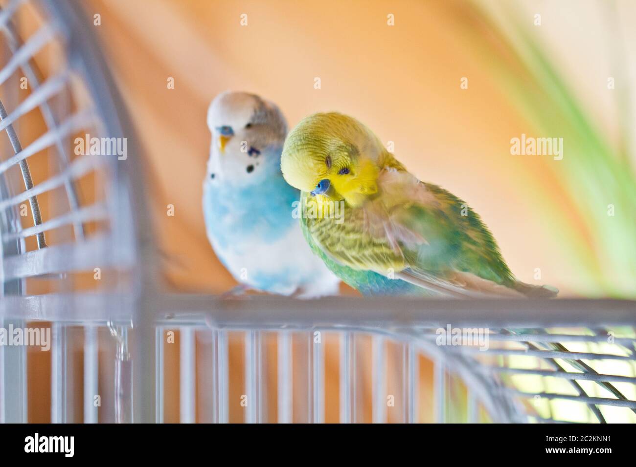 Budgerigar (Melopsittacus undulatus Stock Photo - Alamy