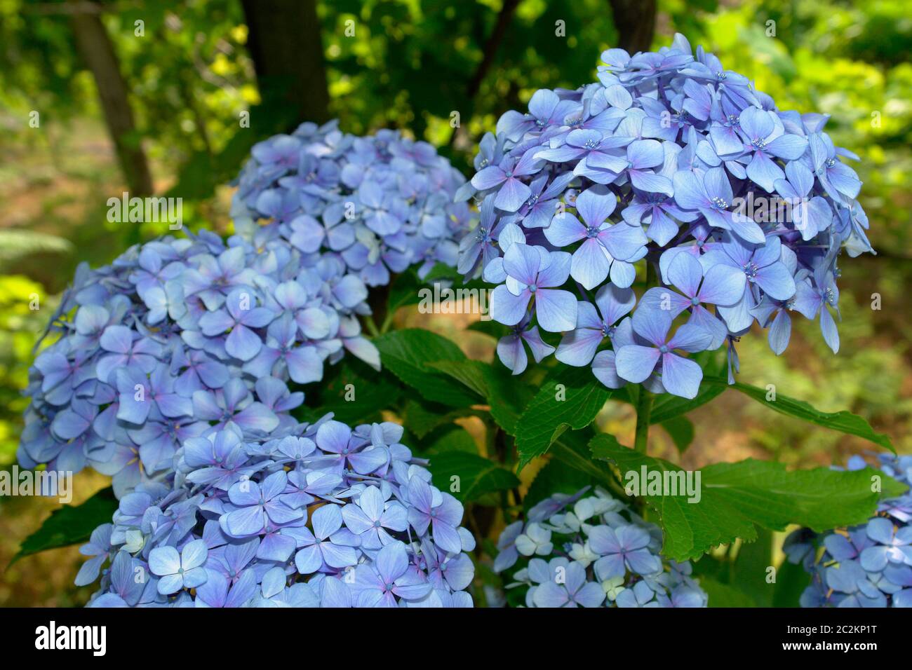Hortensia (Hydrangea Macrophylla) typical flower of azores Stock Photo ...
