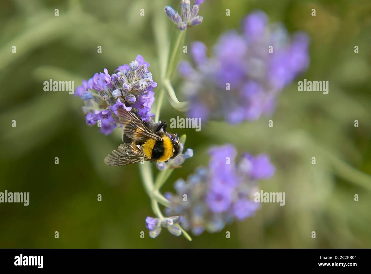 A bean planted on a violet flower in the pollination stage to produce ...