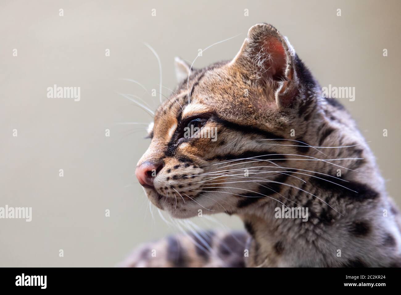 Margaym hi-res stock photography and images - Alamy