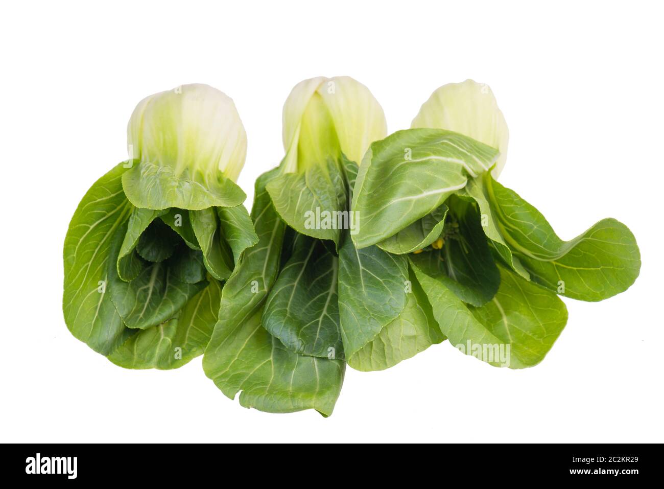 Baby leaf pak choi hi-res stock photography and images - Alamy