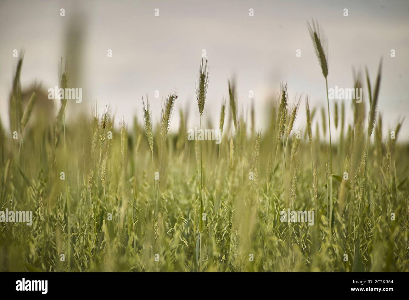Ears of wheat in a field of cultivation, agriculture in italy Stock ...