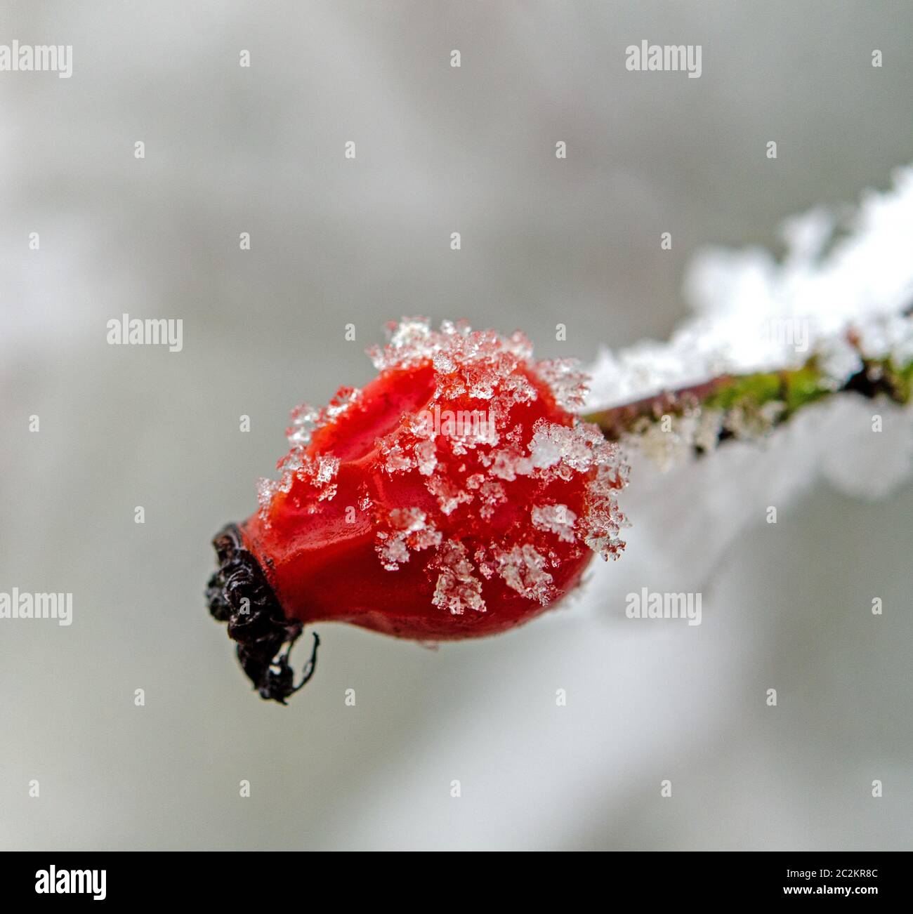 Rose hip on the bush in winter Stock Photo - Alamy