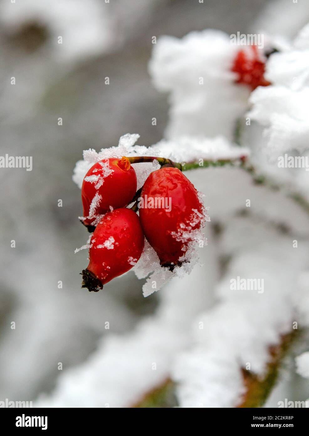 Rose hip on the bush in winter Stock Photo - Alamy