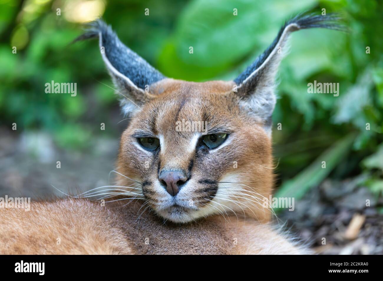Where To Buy A Caracal – Serval Kittens and Caracal Cat Kittens for ...