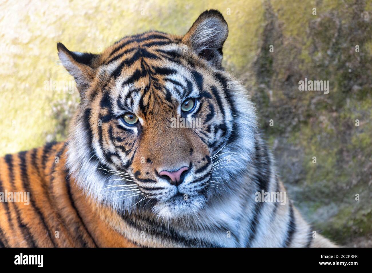 Sumatran tiger (Panthera tigris sumatrae), rare tiger subspecies that ...