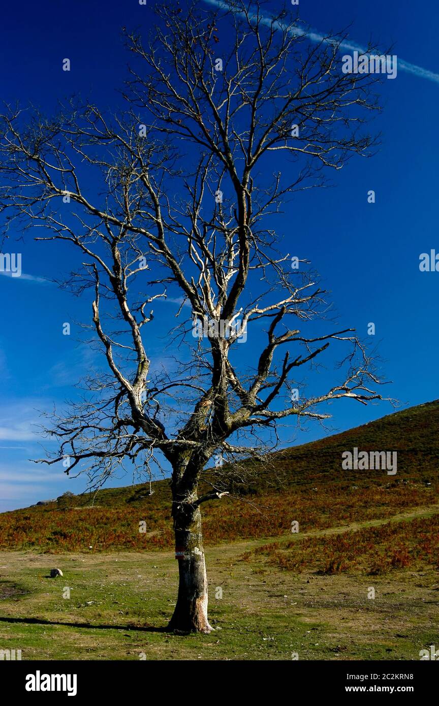 tree on the mountain Stock Photo - Alamy