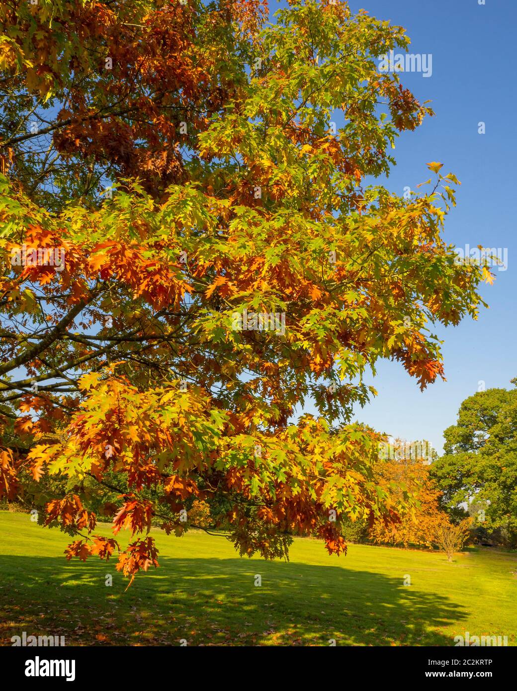 Young oak tree with beautiful green, yellow and golden autumn leaves in ...