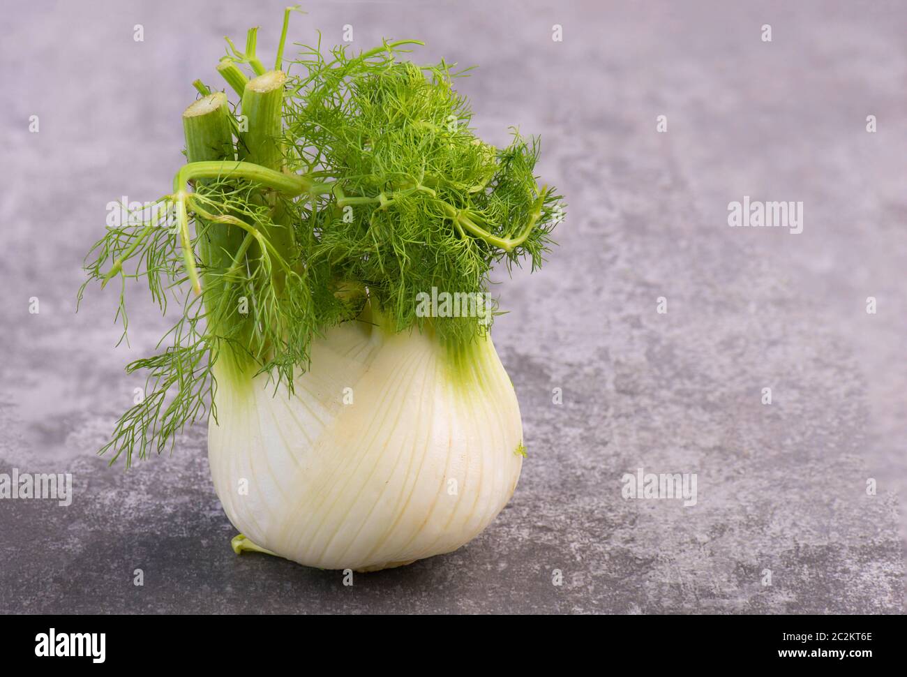 Fresh fennel on a grey textured background Stock Photo - Alamy
