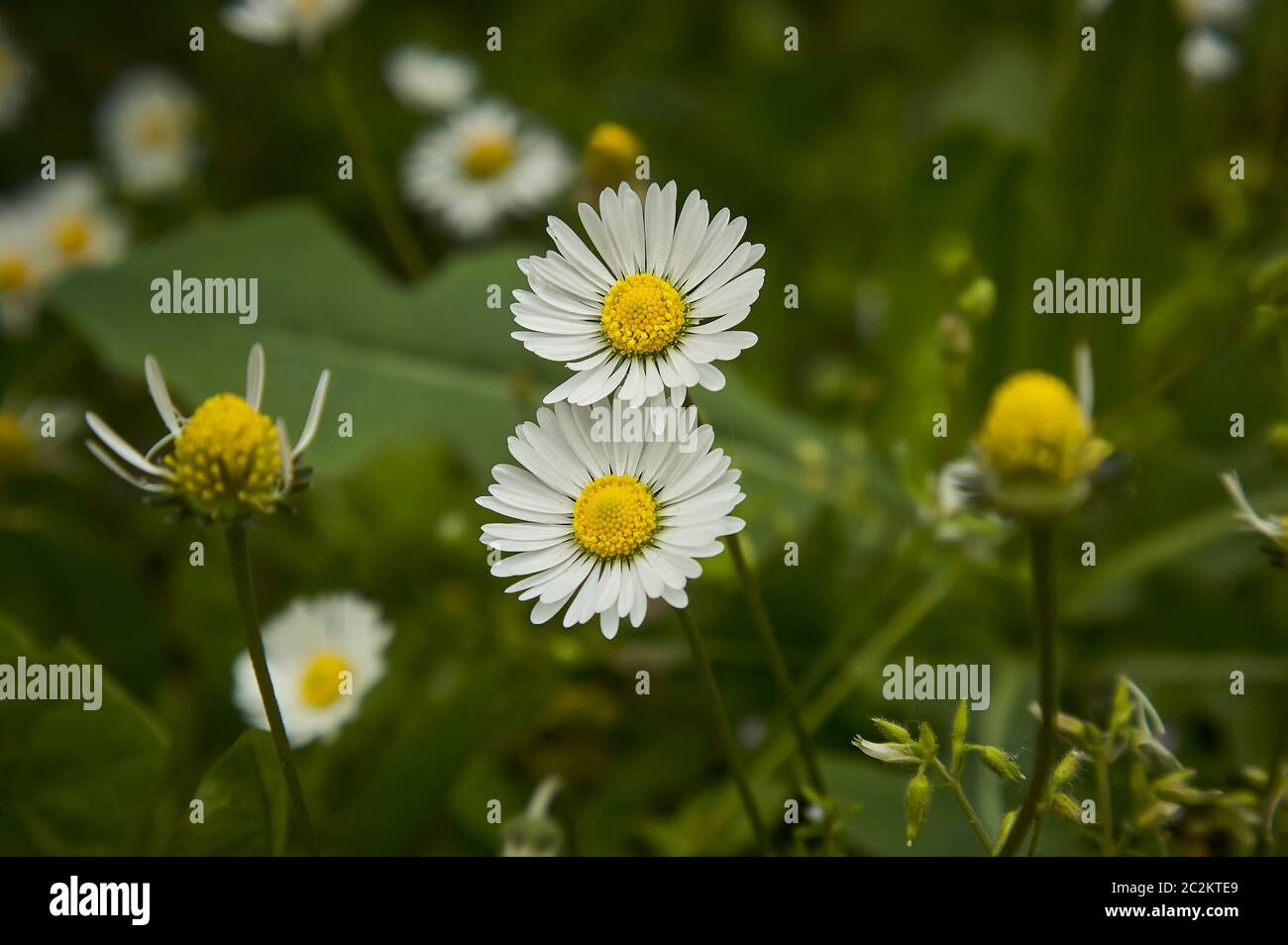 Two daisy flower. An explosion of color and details of a common flower ...