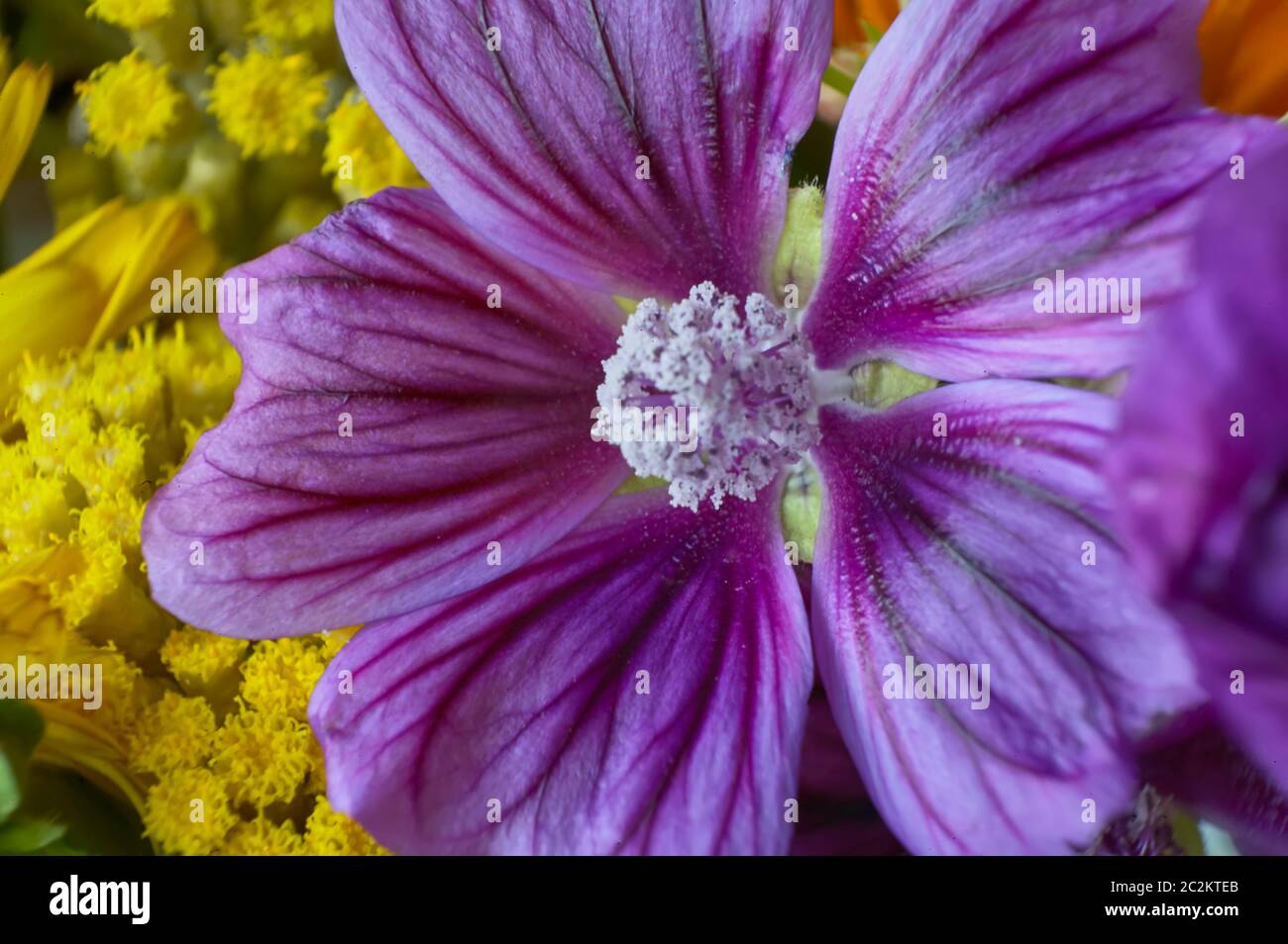 Detail of the purple petals and filaments of a purple flower, detail ...