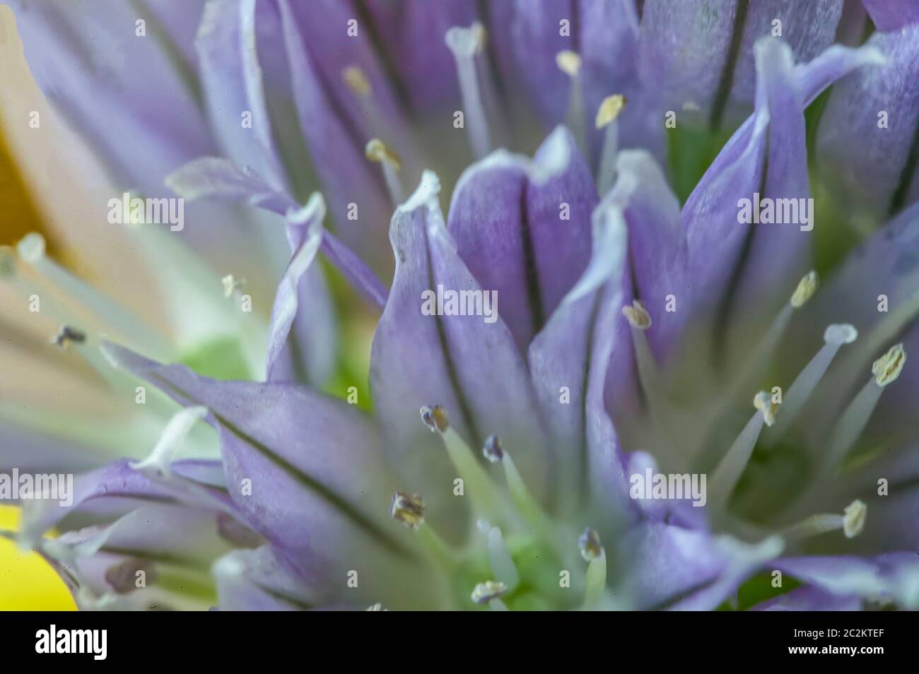Detail of chives (Allium schoenoprasum) flower pistols, macro shot ...