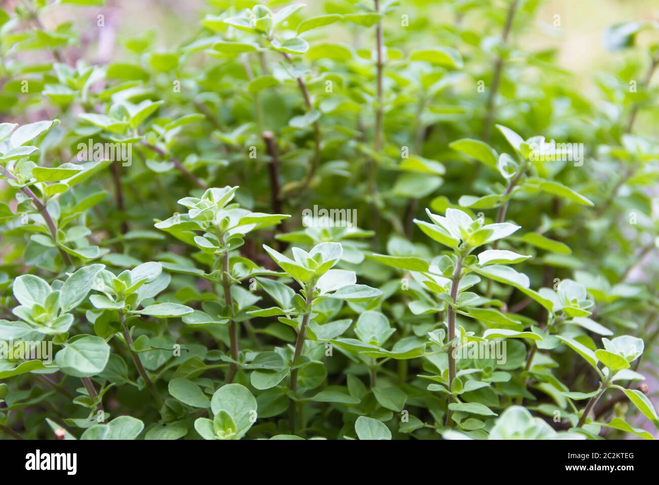 detail of oregano plants in the organic garden Stock Photo - Alamy