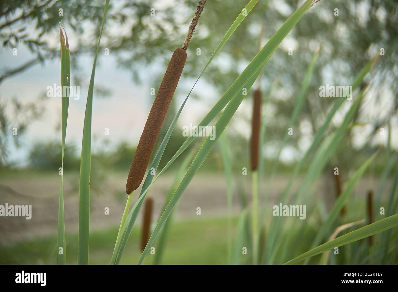 Detail of tifa plant, Typha latifolia, photographed in a pond, in ...