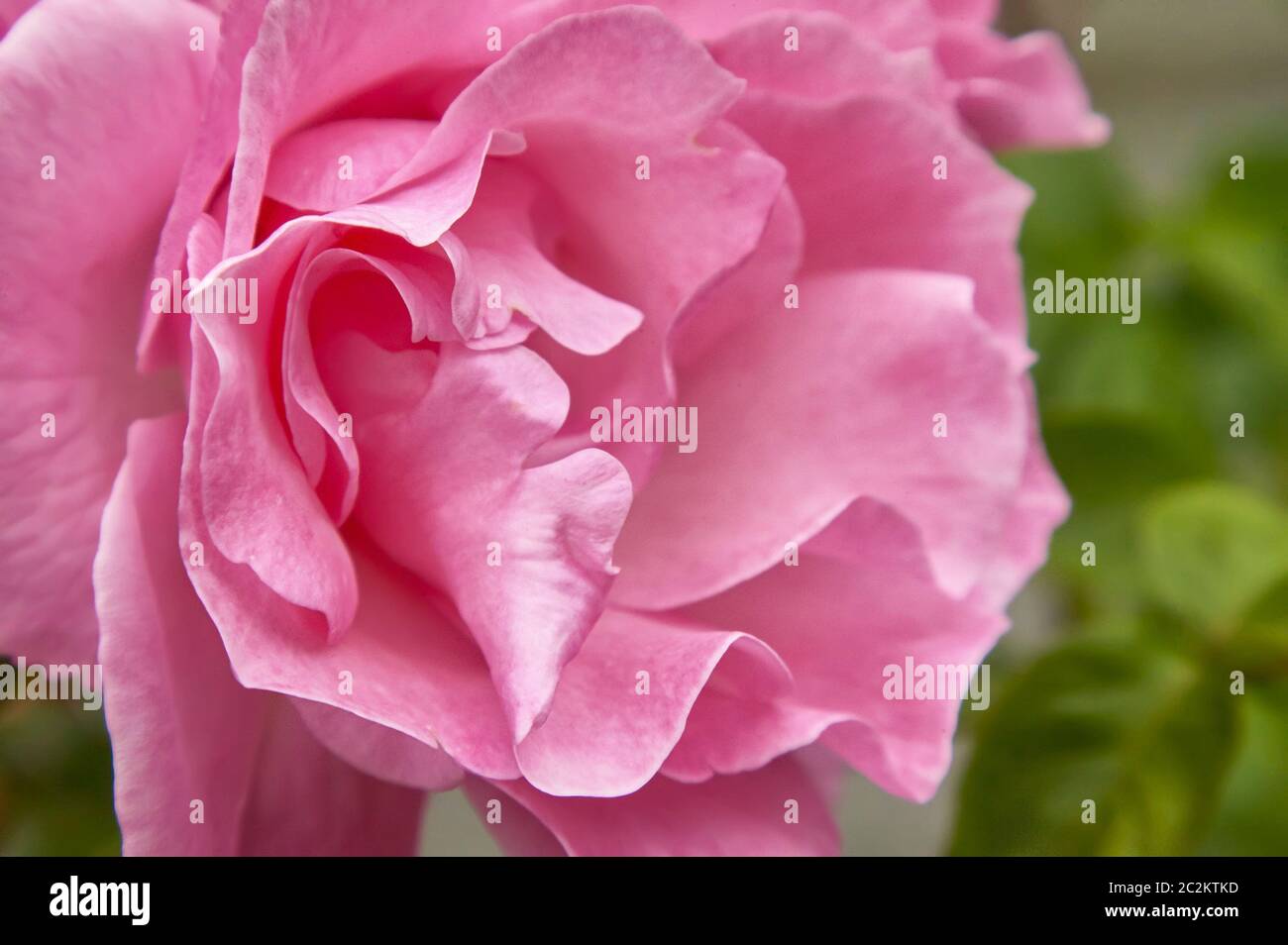 Detail of colorful petals of a rose in a magnifying detail full of ...