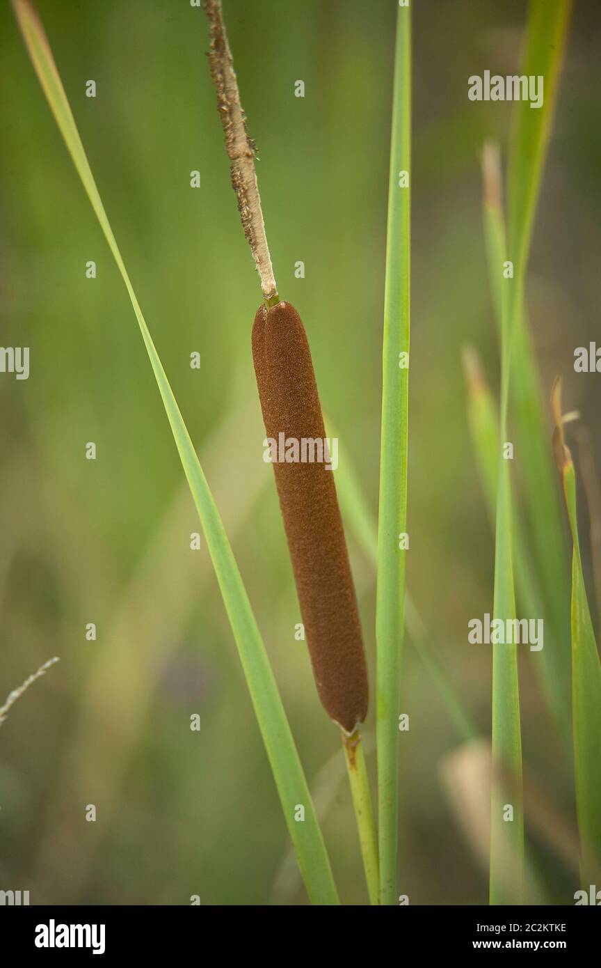 Detail of tifa plant, Typha latifolia, photographed in a pond, in ...
