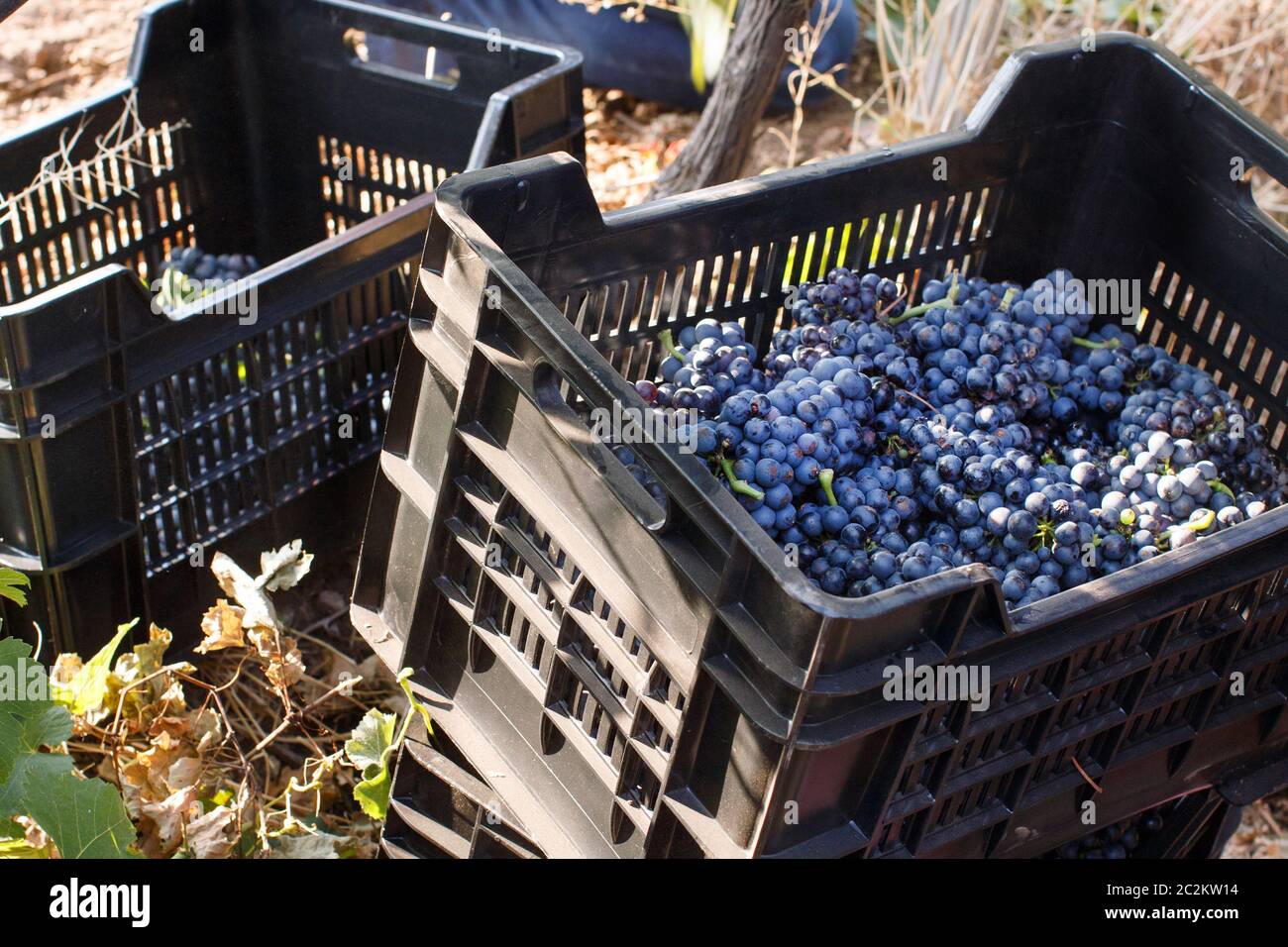 Grapes in plastic crates during grape harvest in South Italy, Puglia ...