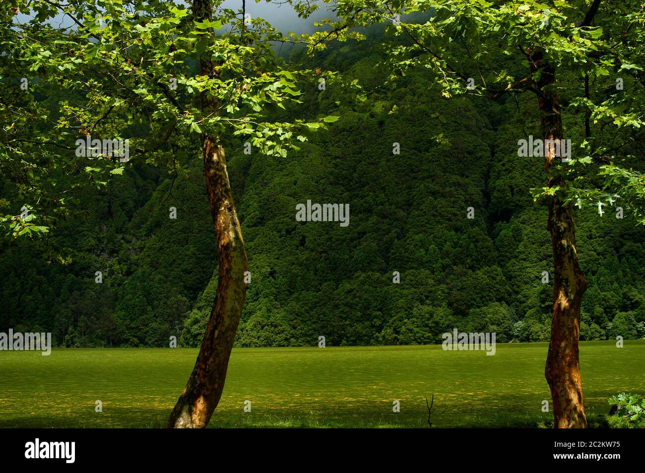 trees and lake in azores, portugal Stock Photo - Alamy
