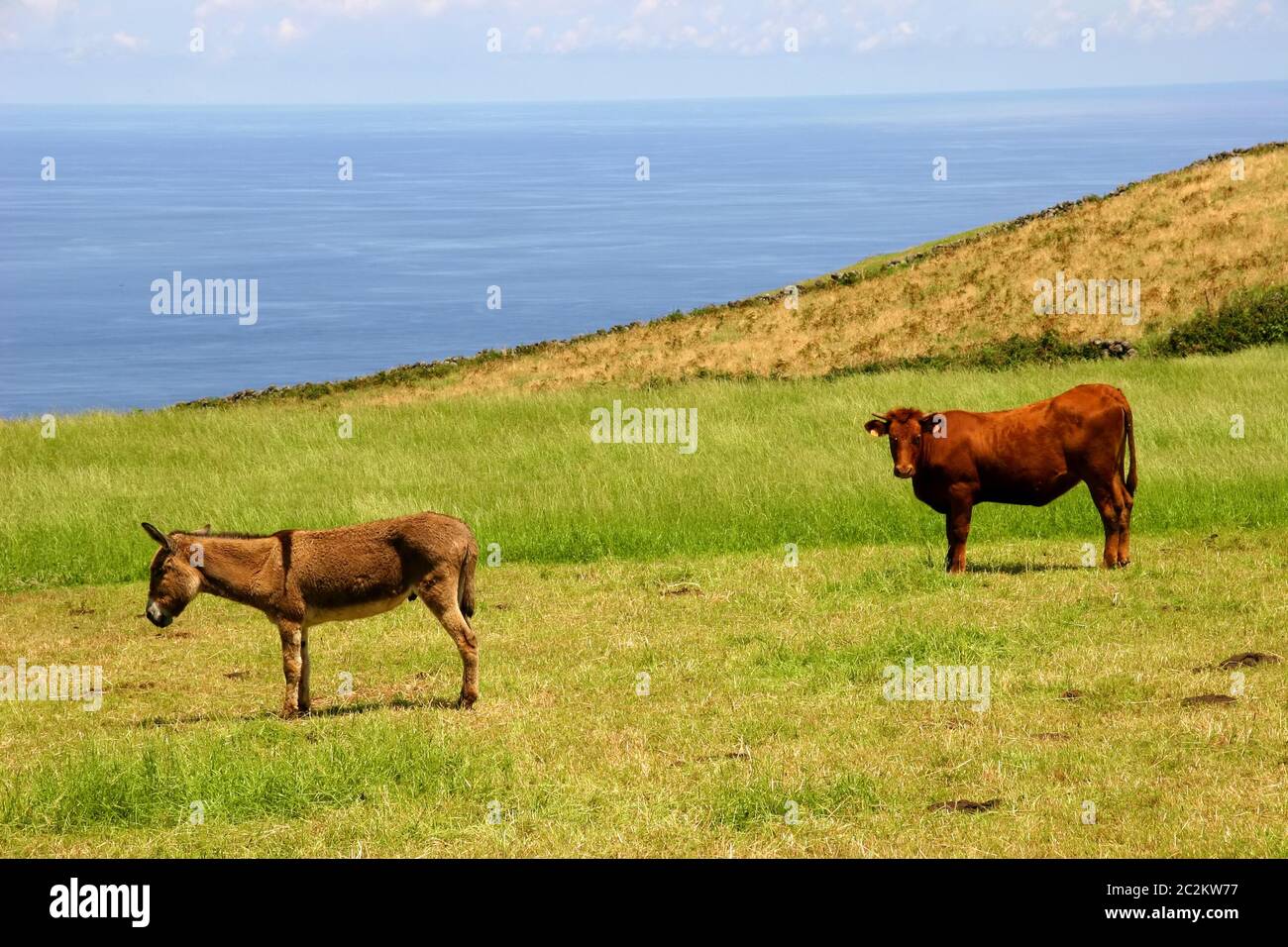 farm animals at the coast Stock Photo - Alamy