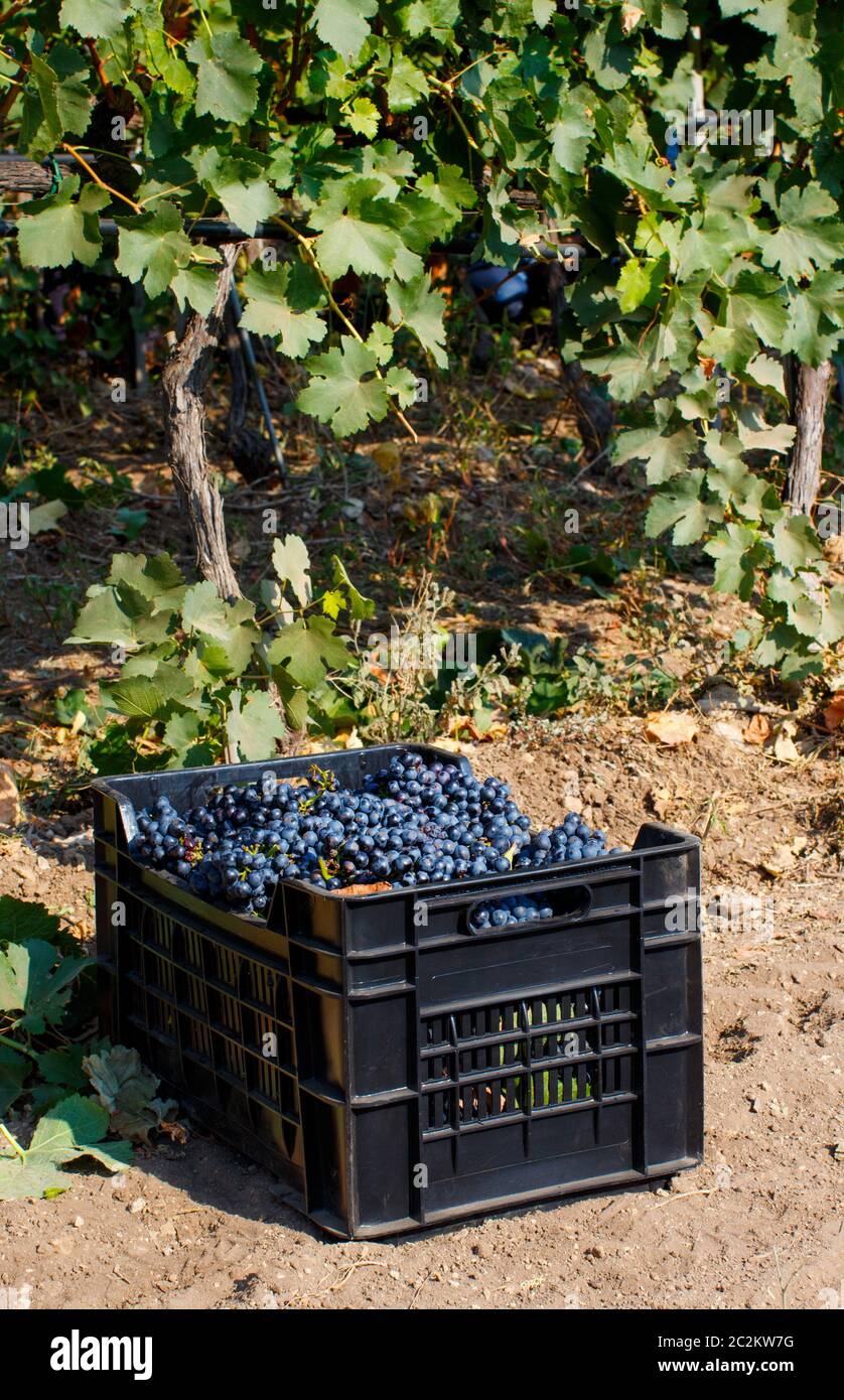 Grapes in plastic crates during grape harvest in South Italy, Puglia ...