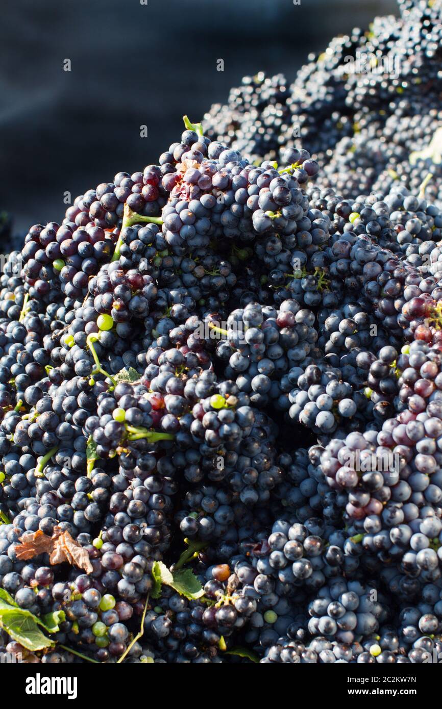 Negroamaro grape hi-res stock photography and images - Alamy