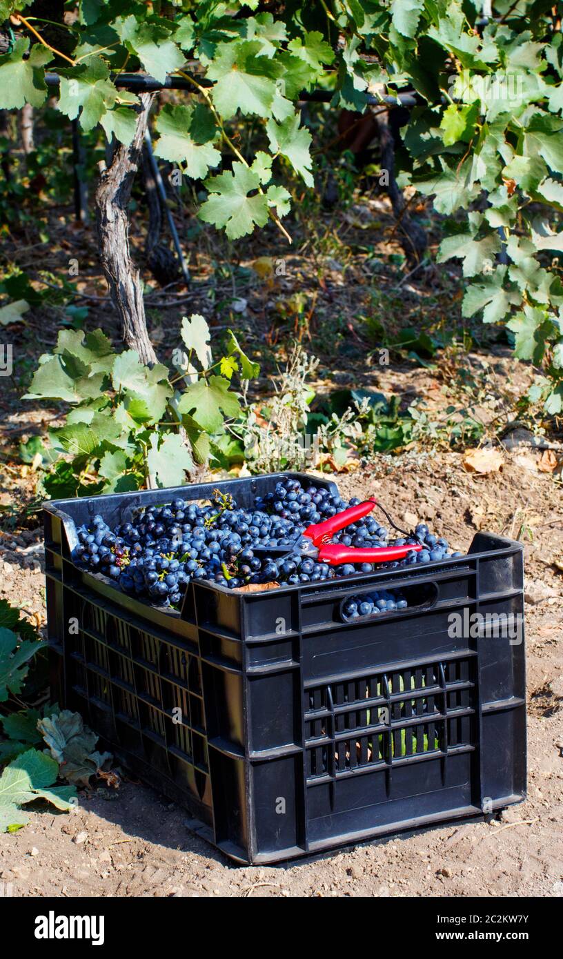 Grapes in plastic crates during grape harvest in South Italy, Puglia ...