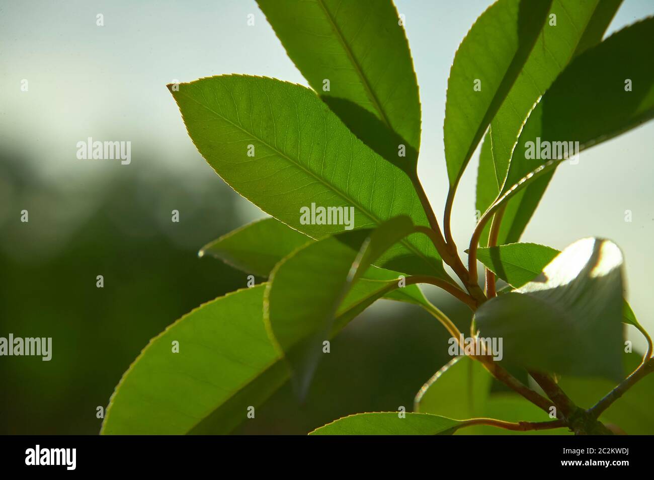 Detail of some leaves under magnification of a macro lens. veins and ...