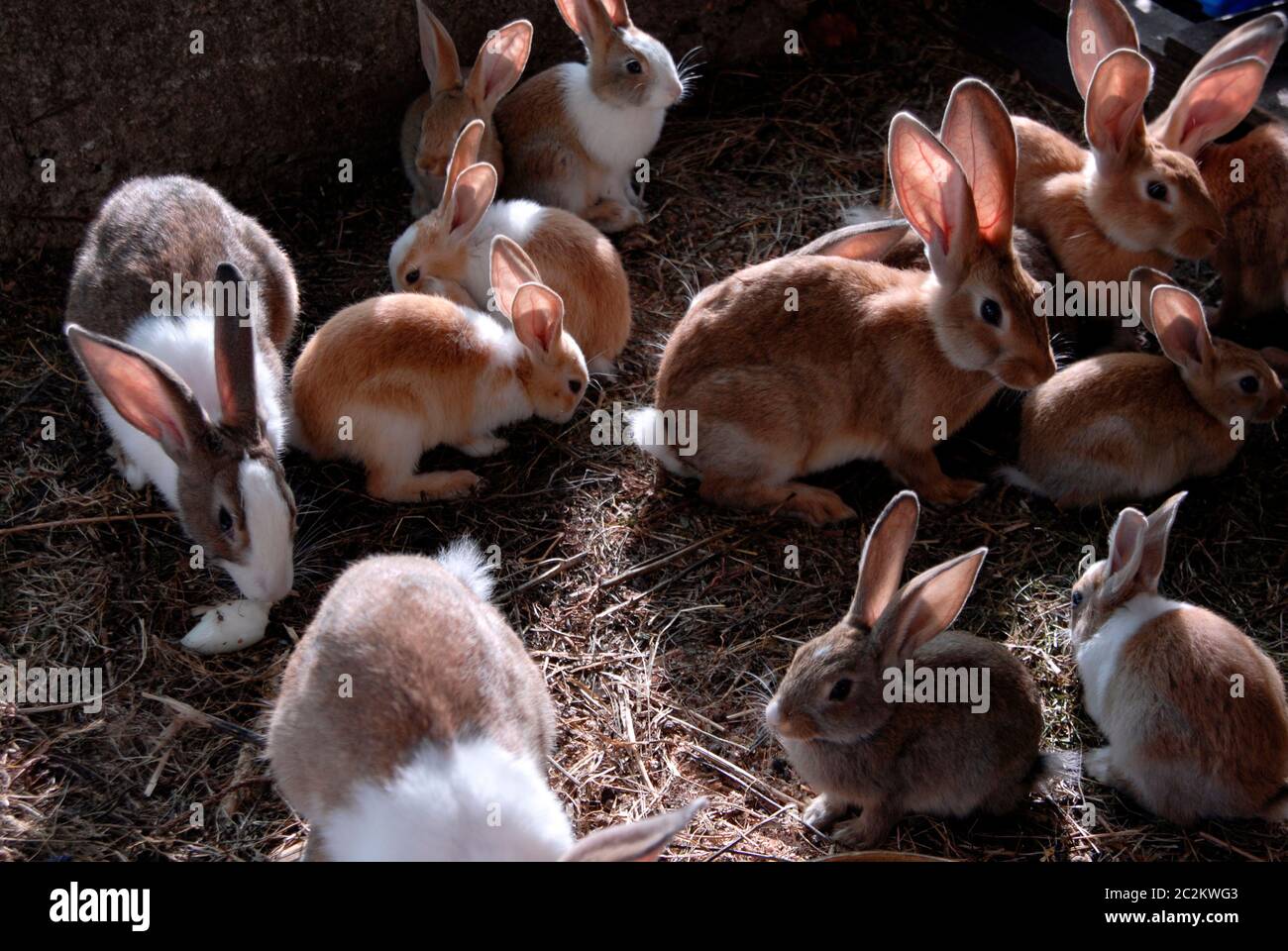 lots of big and small rabbits in the cage Stock Photo - Alamy